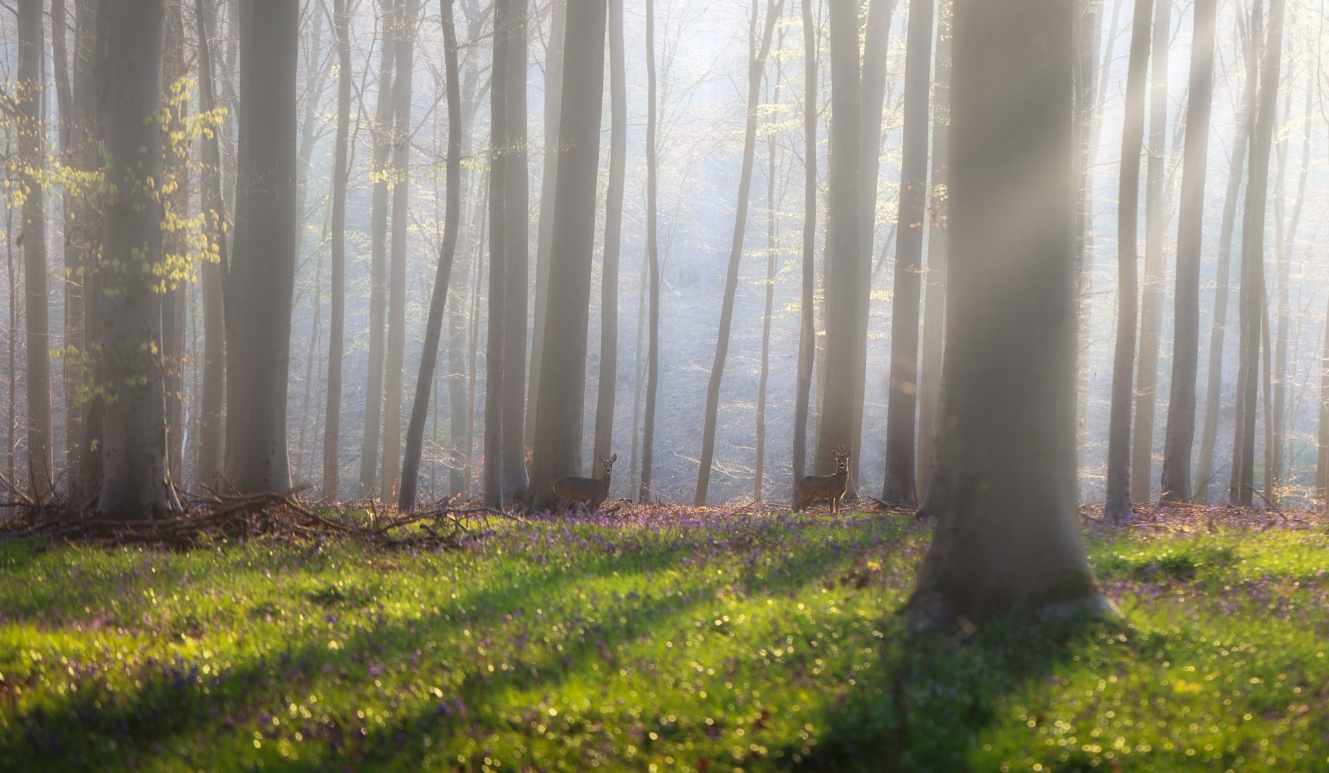 LifeCoach Live with Talane March 23, 2020